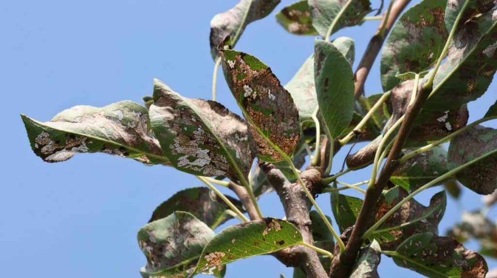 How to Rescue an Overwatered Tree: A Comprehensive Guide | TreeNewal