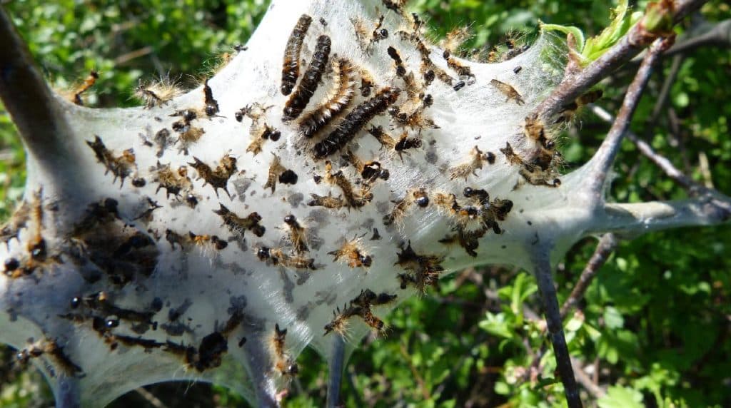 The Root System of Oak Trees : The Essential Guide | TreeNewal
