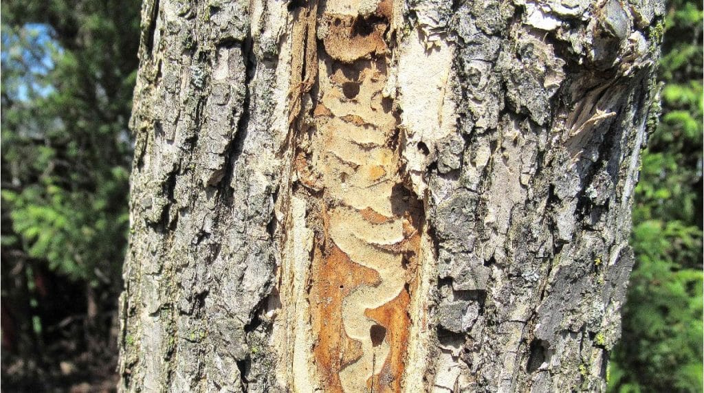 What Is the Sticky Liquid Oozing Out of Trees? | TreeNewal