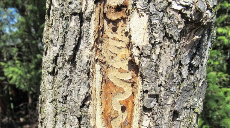 Lacebark Elms: How to Grow a Quick and Tall Tree | TreeNewal