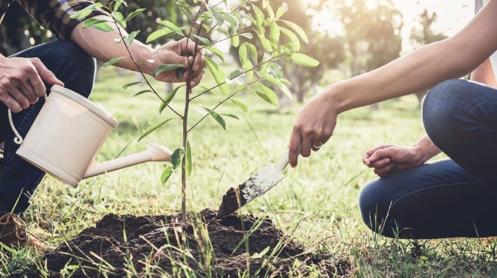 10 Ways to Keep Your Trees Healthy: Tree Care Tips | TreeNewal