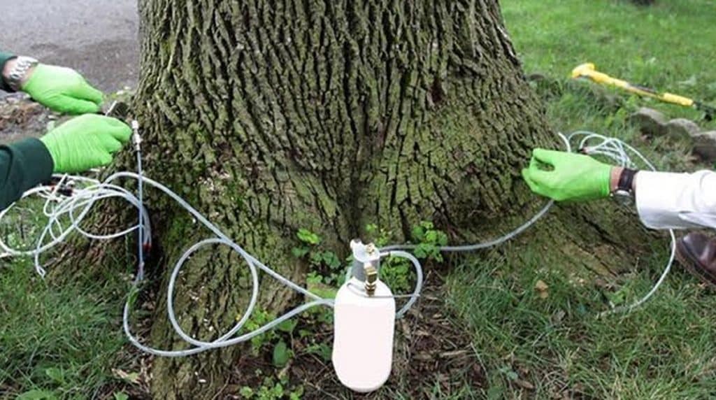 The Root System of Oak Trees : The Essential Guide | TreeNewal