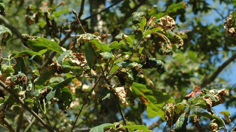 Why is My Magnolia Tree Not Blooming? Tips for Troubleshooting Magnolia ...