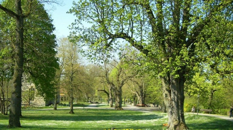 The Root System of Oak Trees : The Essential Guide | TreeNewal