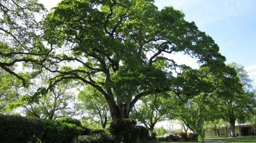 How to Rescue an Overwatered Tree: A Comprehensive Guide | TreeNewal