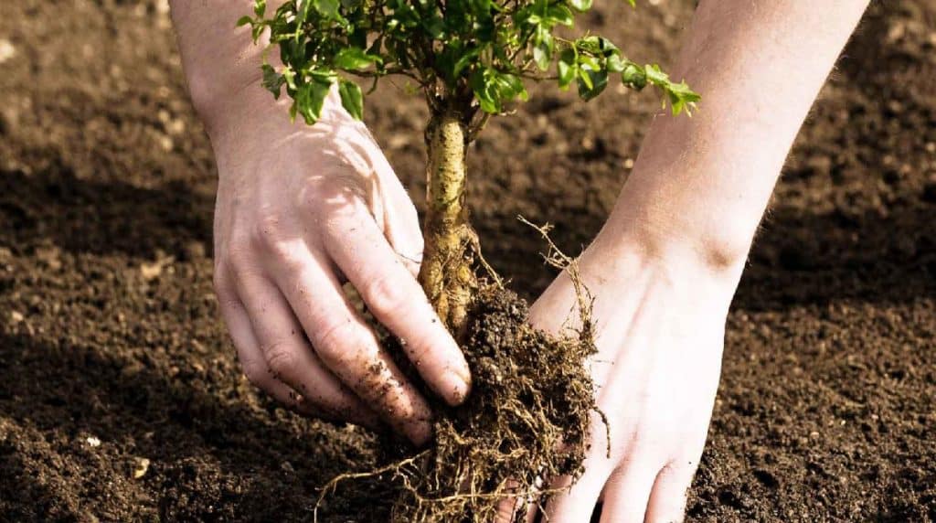 Can a Tree Grow Back After Stump Grinding? | TreeNewal