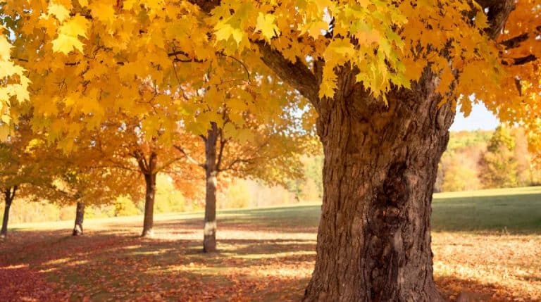 Best Shade Trees for Texas | Tree Experts Dallas Texas