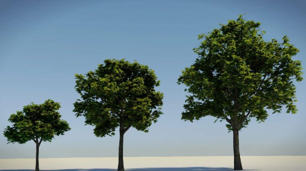 The Root System of Oak Trees : The Essential Guide | TreeNewal