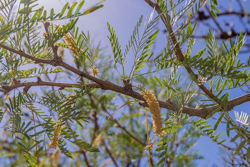 5 Trees Native to Texas That Thrive in the Dallas Area - TreeNewal