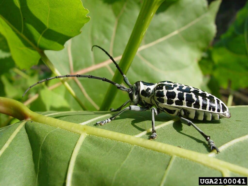 Wood-Boring Insects - TreeNewal