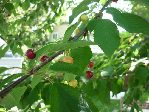 Fruit Trees Native to Texas - TreeNewal