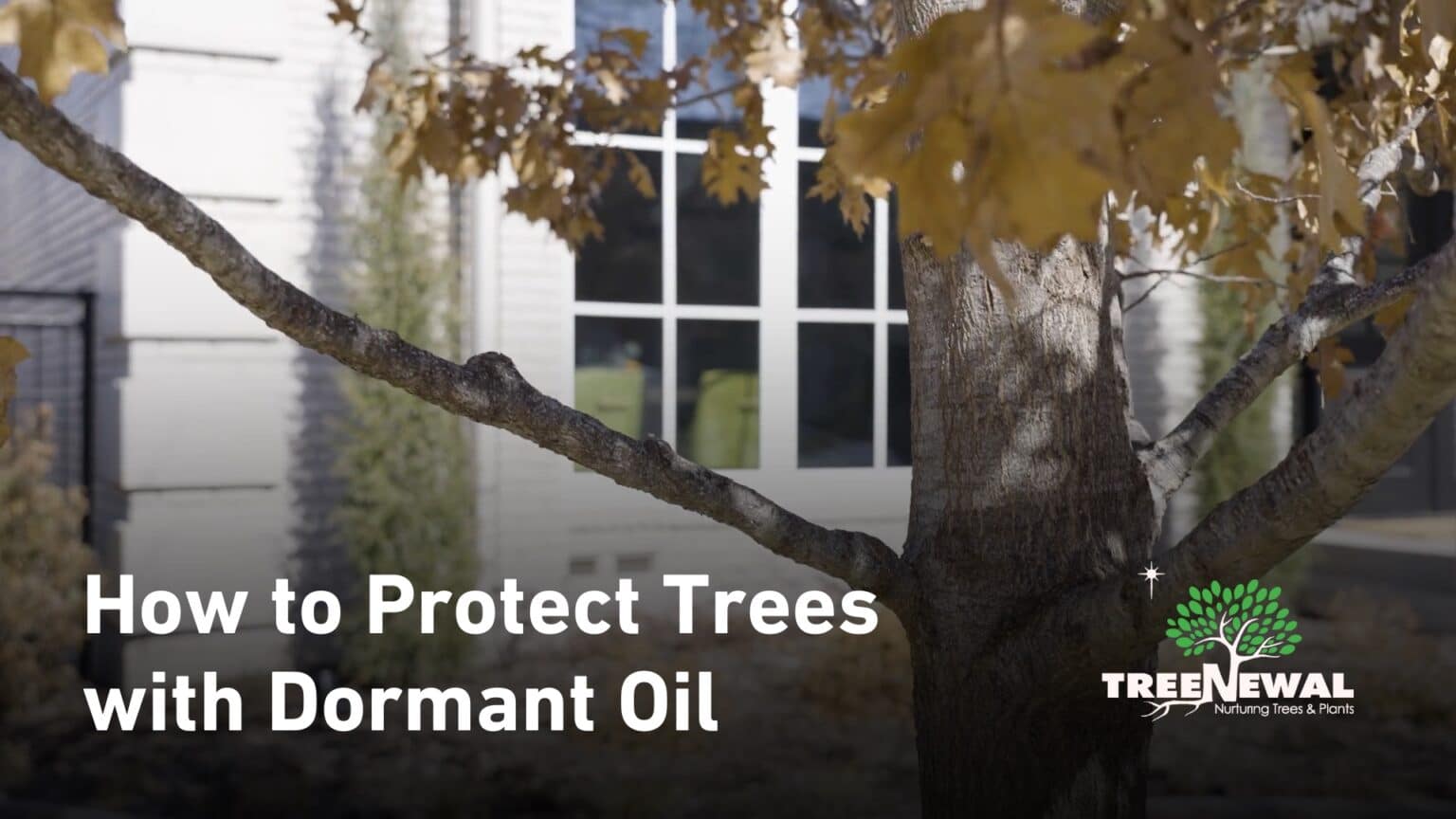 How Far Should Your Trees Be From The Side Of Your House?