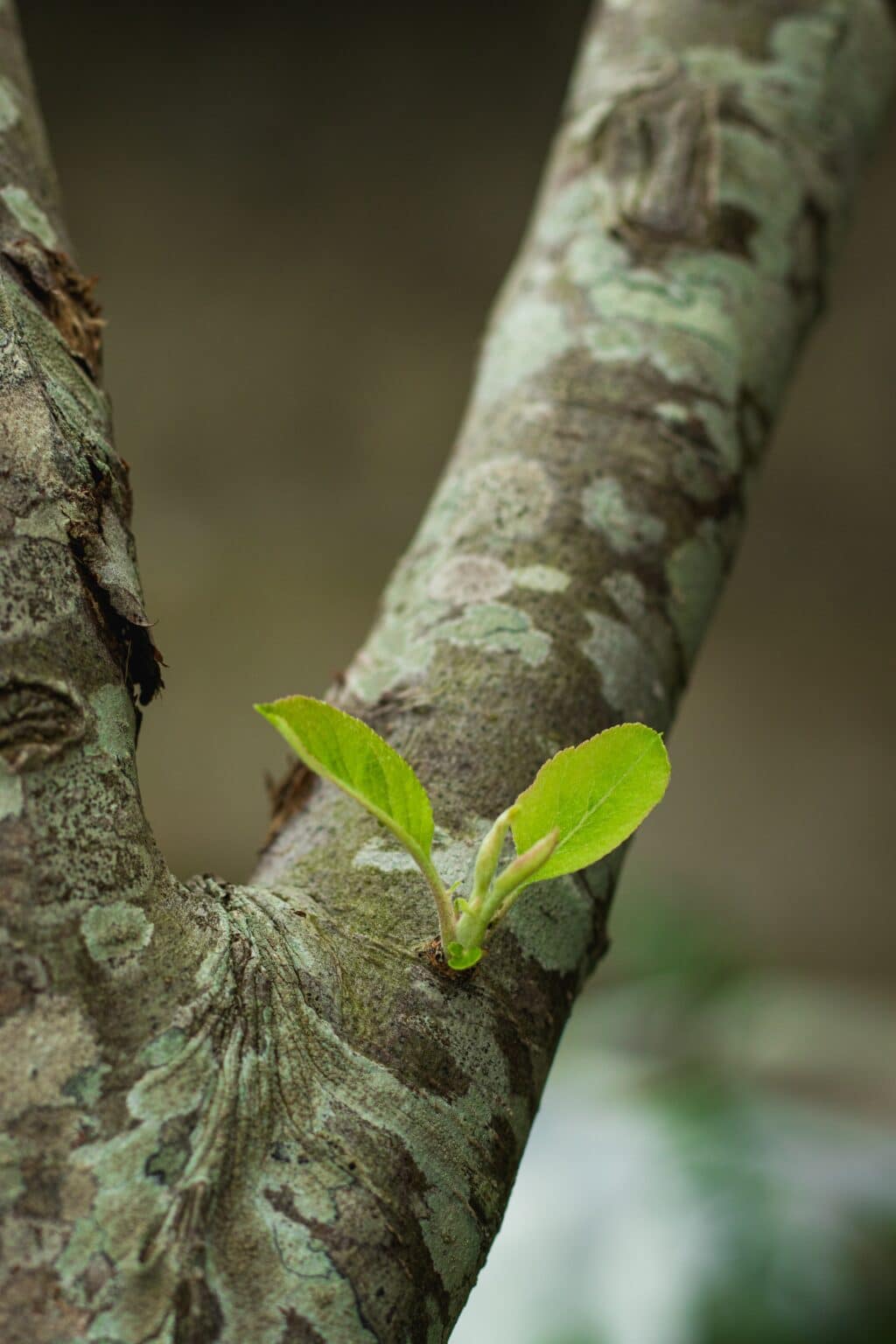 The Lifecycle of a Tree from Sapling to Maturity