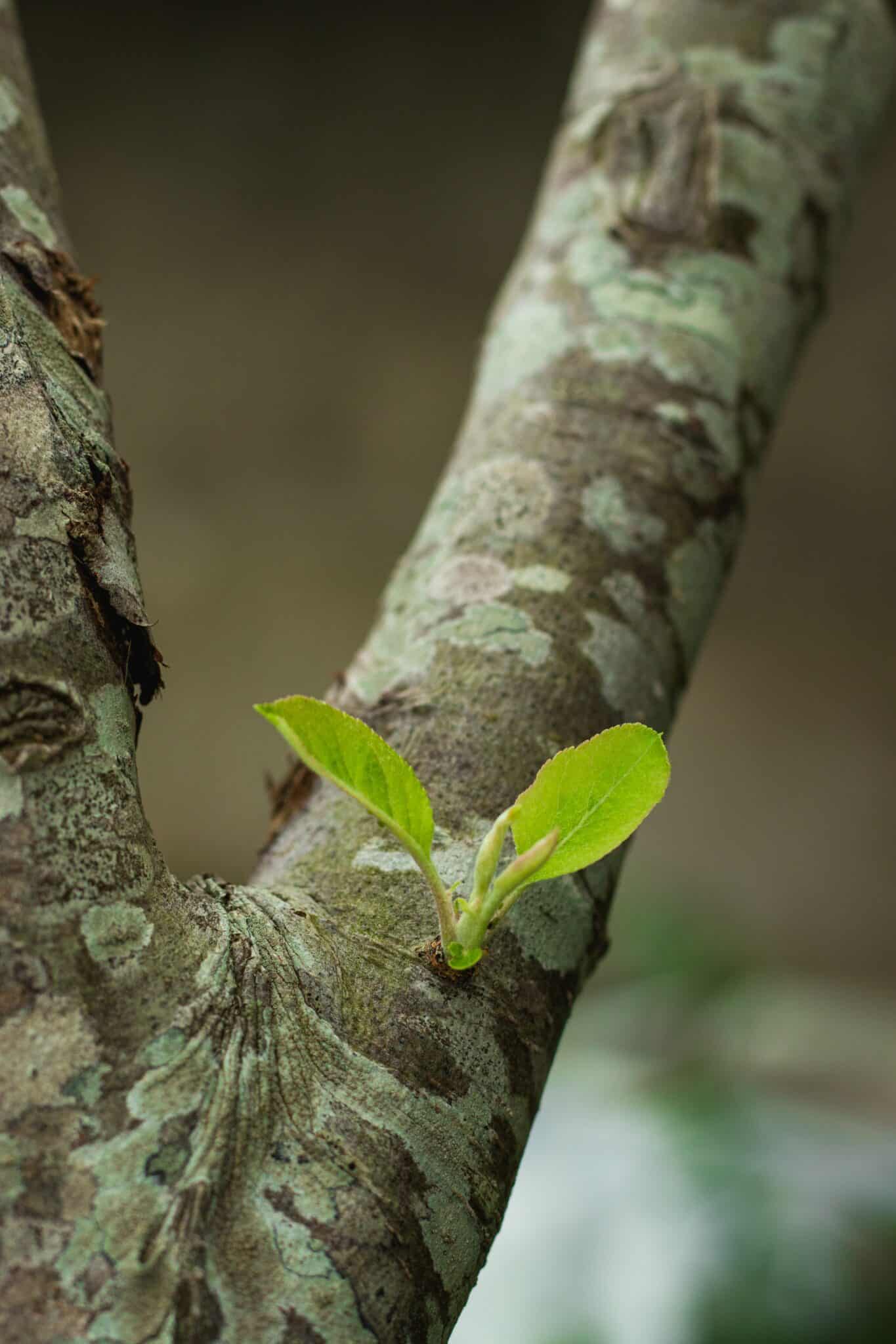 The Lifecycle of a Tree from Sapling to Maturity