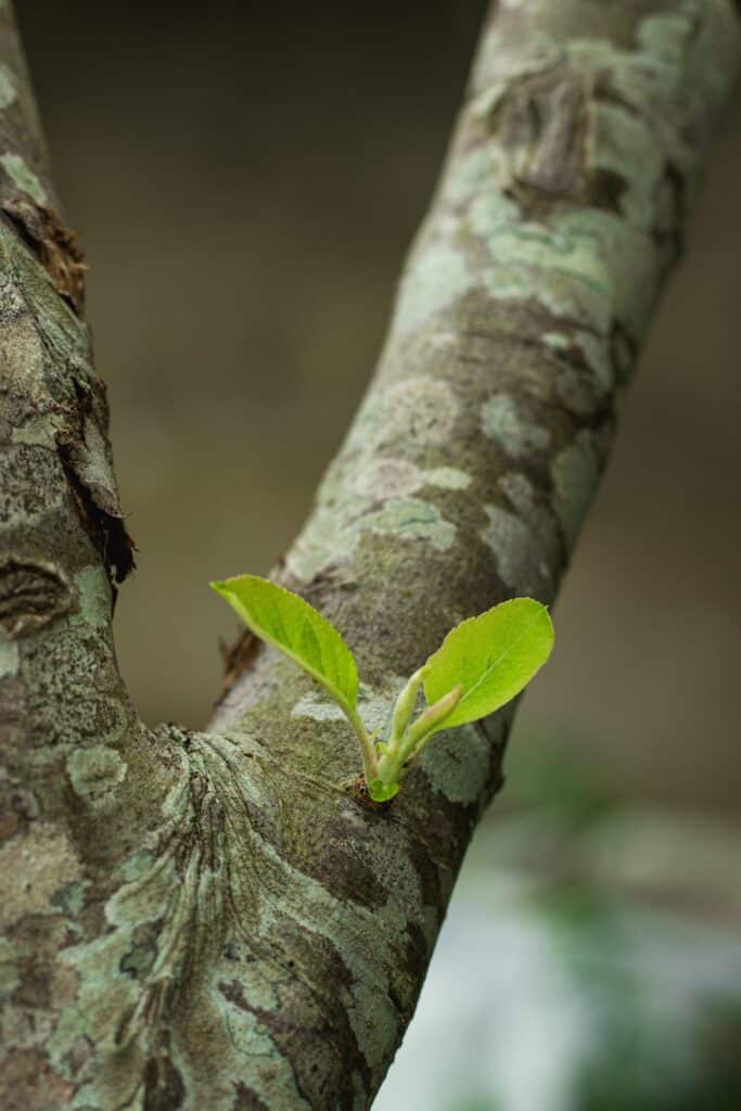 The Lifecycle of a Tree from Sapling to Maturity