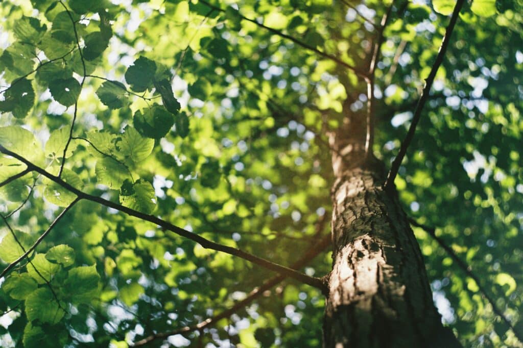 Complete All in One Tree Care Guide for Oak Trees | TreeNewal