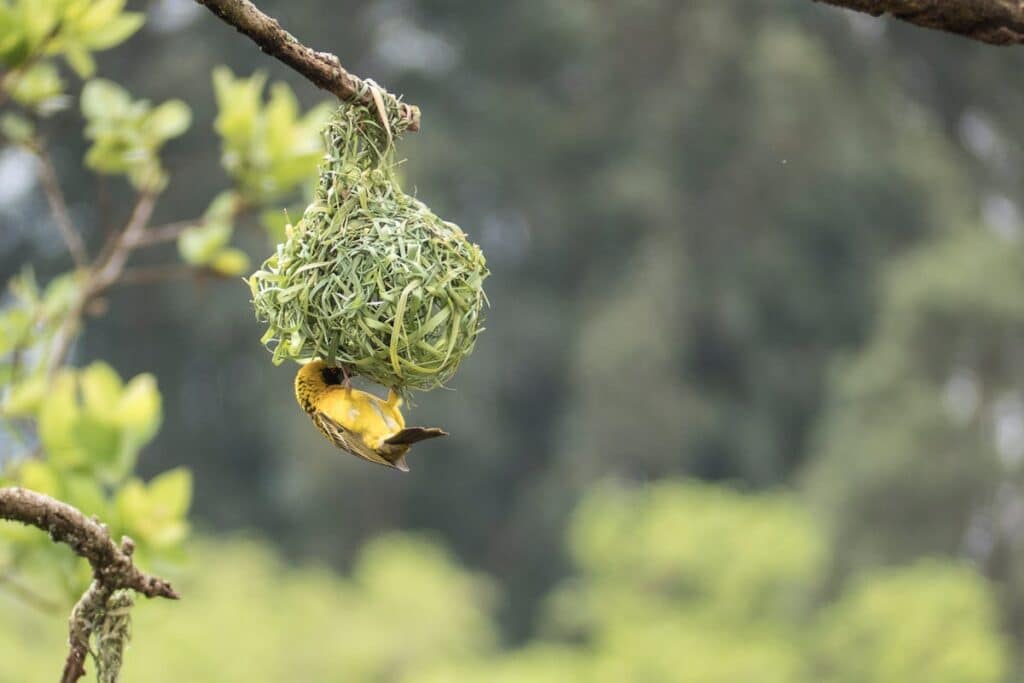 How Much Water Does an Oak Tree Need?: Your Guide to Watering Oak Trees