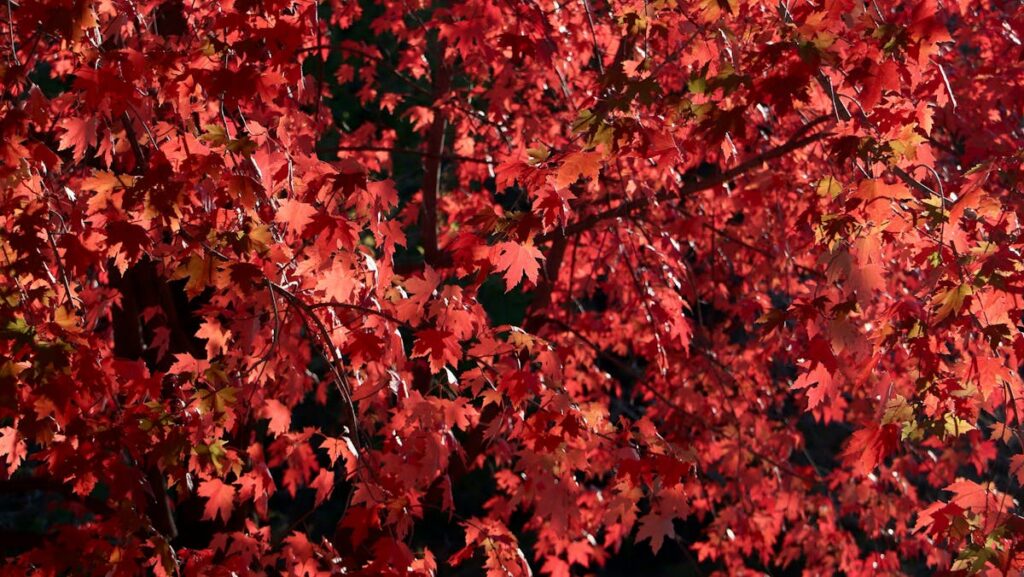 10 Best Fast Growing Trees to Transform Your Landscape | TreeNewal