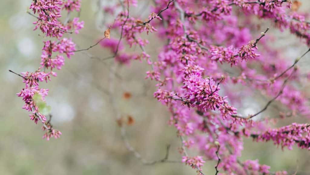 10 Best Fast Growing Trees to Transform Your Landscape | TreeNewal