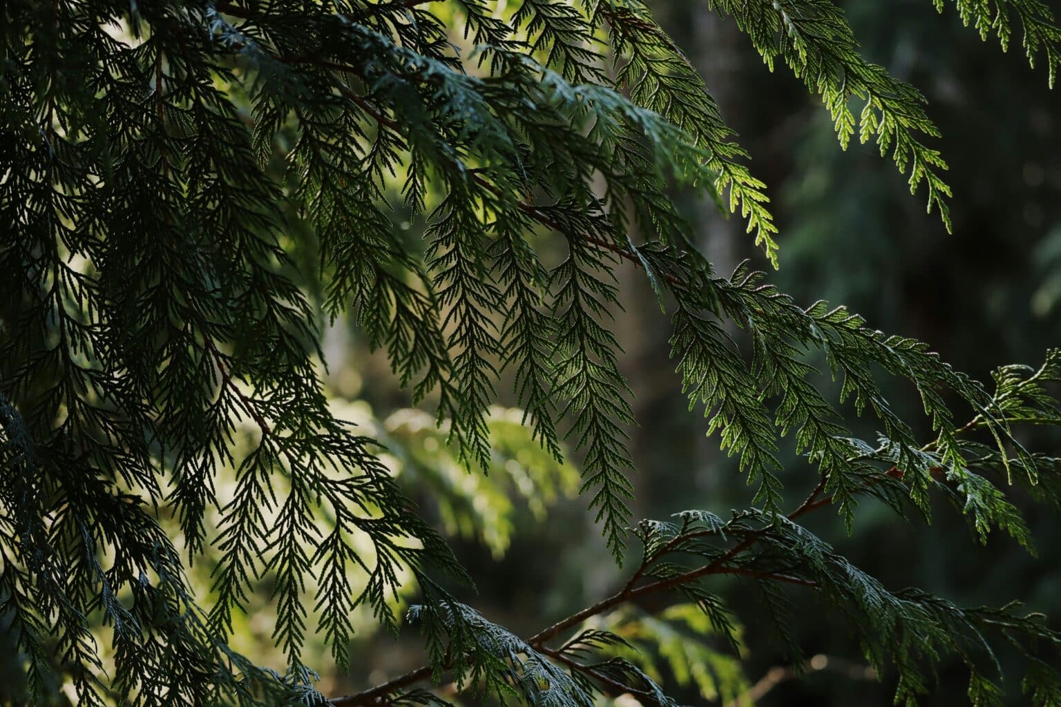 Oak Trees and the Soil: Do They Really Turn the Ground Acidic? | TreeNewal