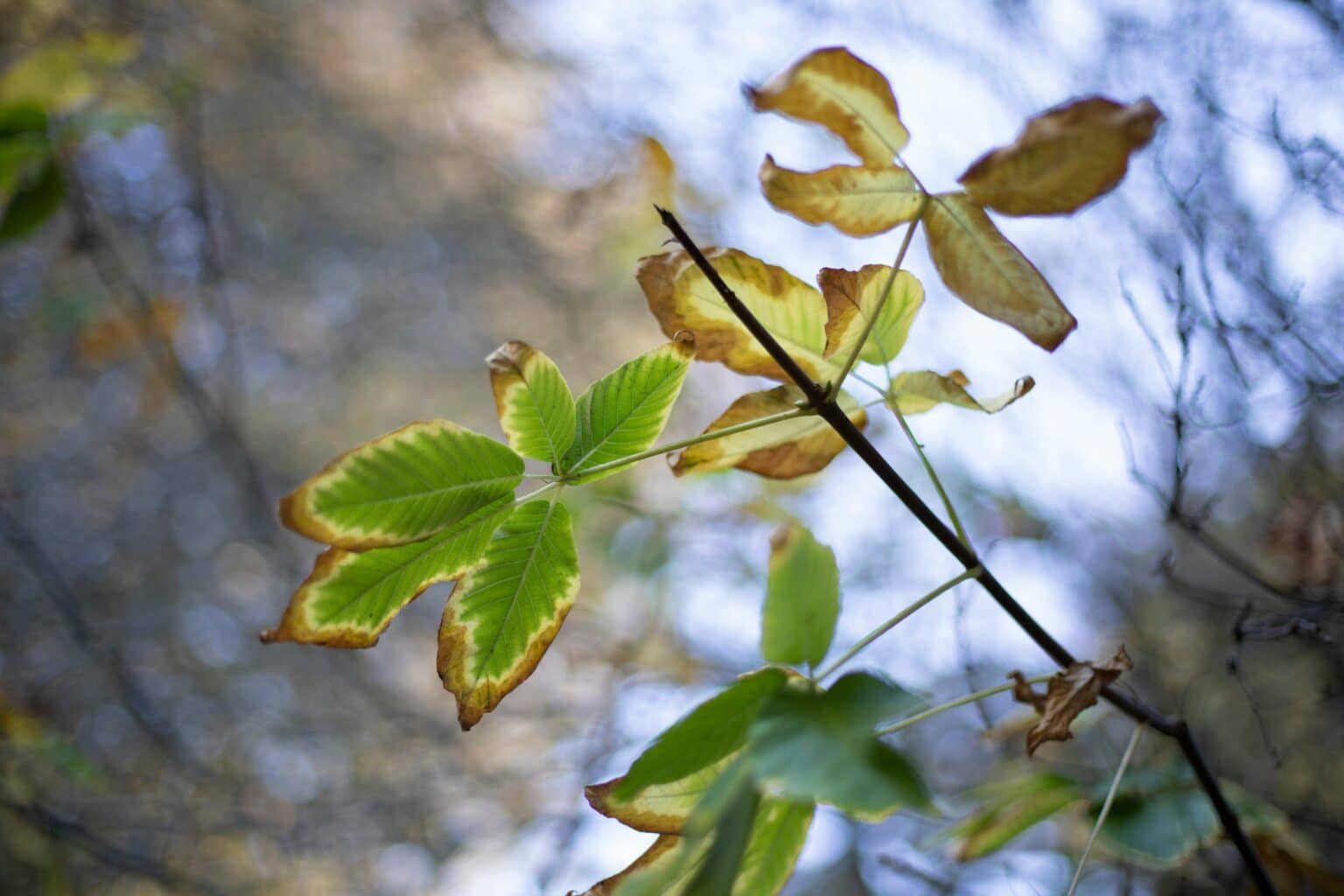 Lacebark Elms: How to Grow a Quick and Tall Tree | TreeNewal