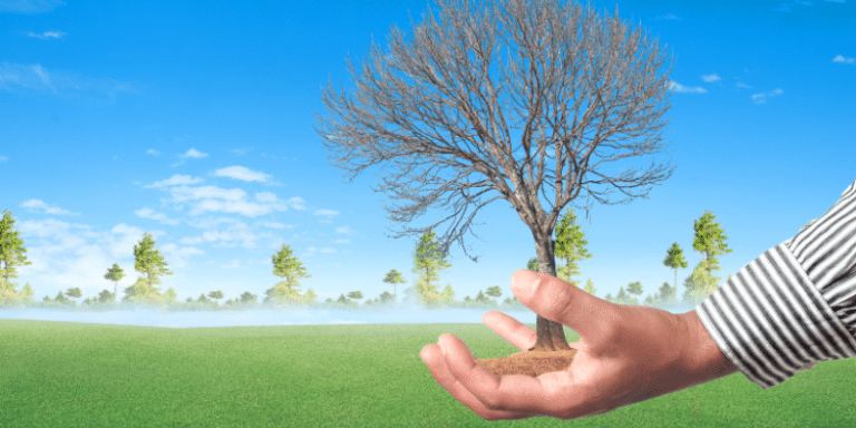 All About Ash Trees: Beauty, Challenges, and How to Care for Them ...