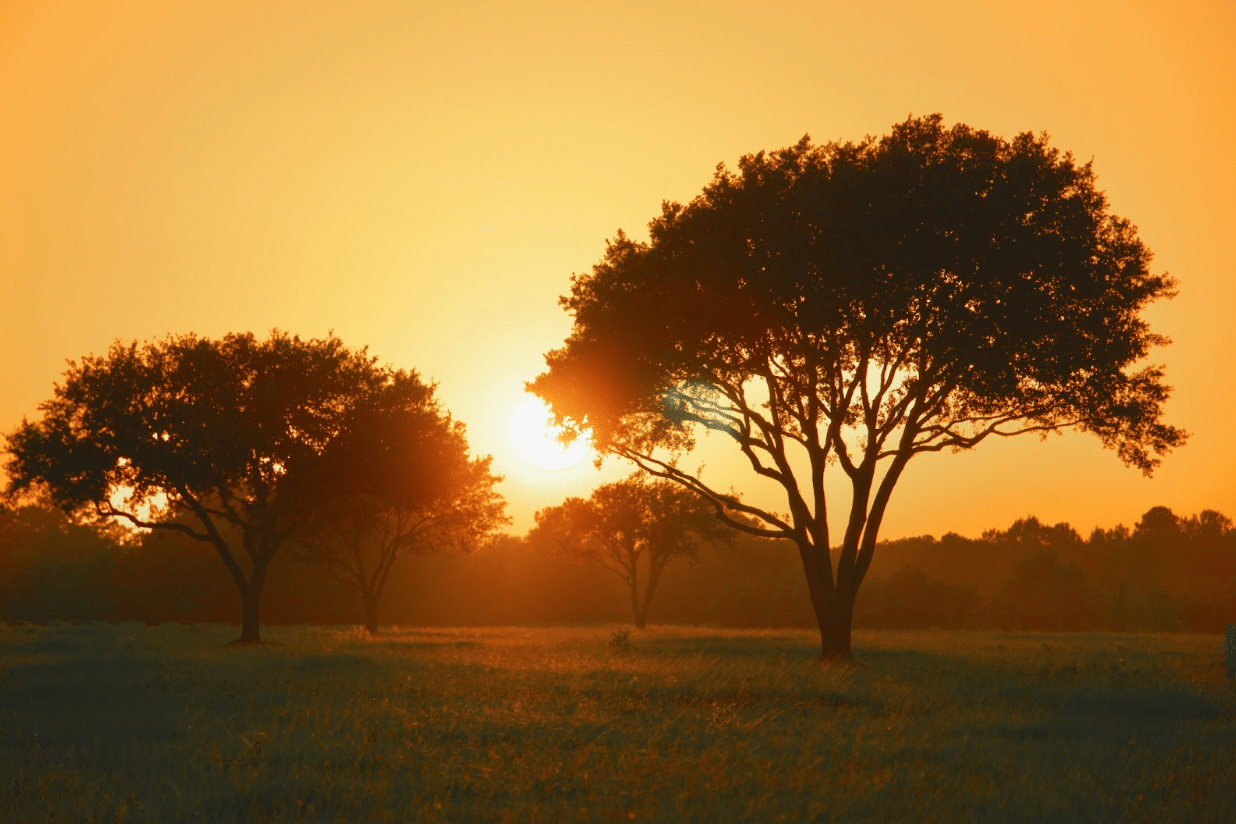 10 Pro-Tips On How To Get Rid Of Grubs In Tree Roots And Shrubs In ...