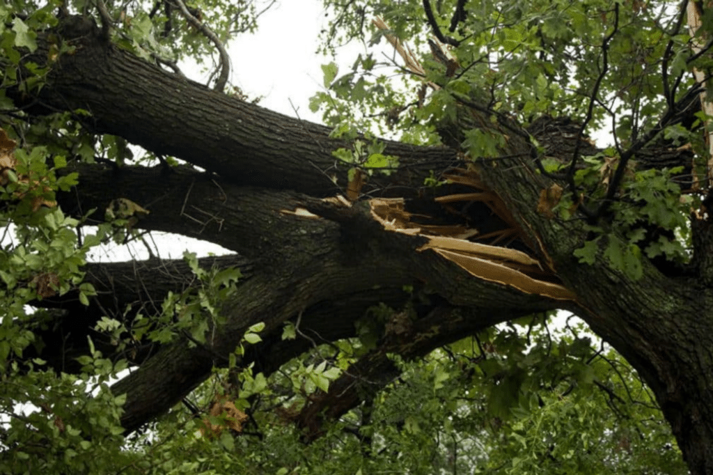 The Root System of Oak Trees : The Essential Guide | TreeNewal