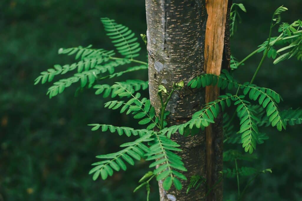 10 Pro-Tips On How To Get Rid Of Grubs In Tree Roots And Shrubs In ...