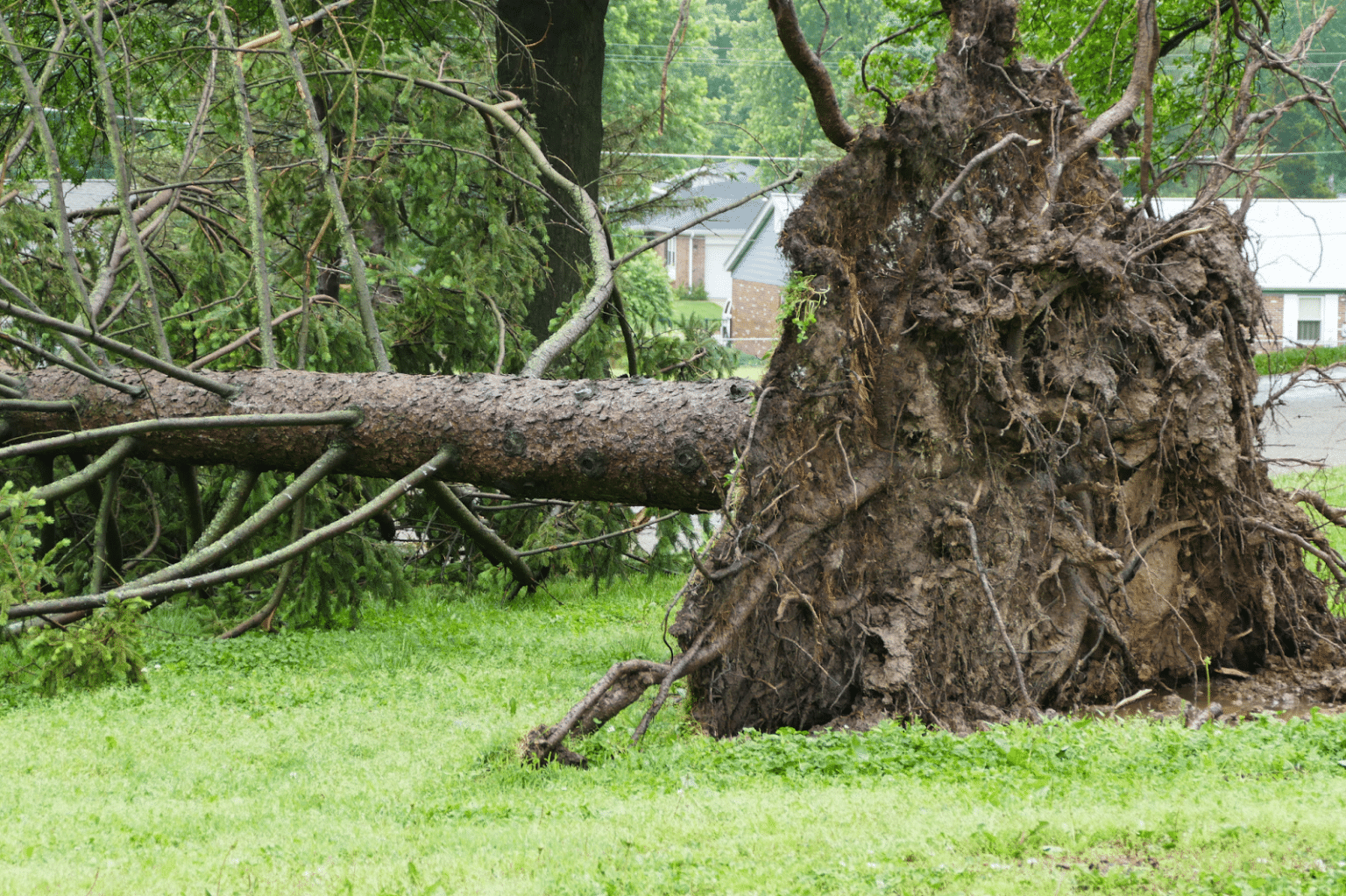 What Is the Sticky Liquid Oozing Out of Trees? | TreeNewal