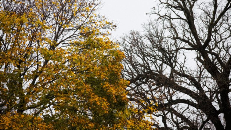 6 Myths & the Truth About Tree Roots: Debunking Common Misconceptions