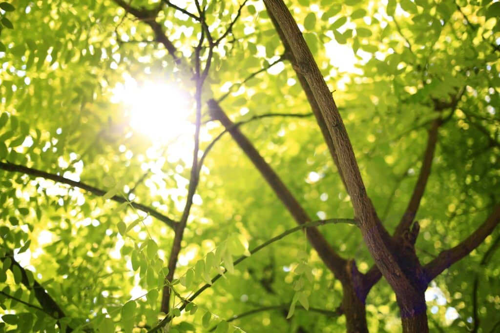 How Much Water Does an Oak Tree Need?: Your Guide to Watering Oak Trees
