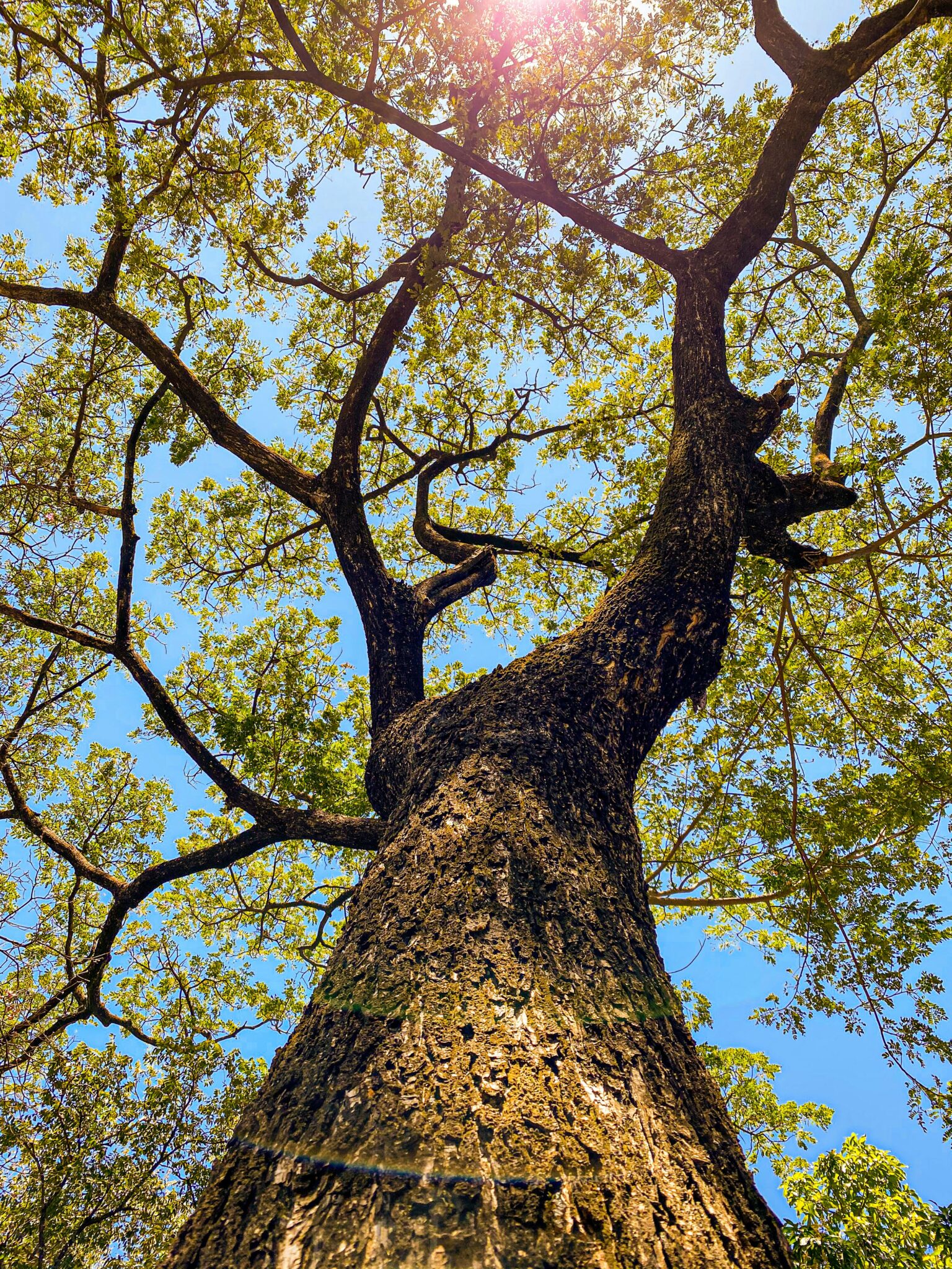 The Lifecycle of a Tree from Sapling to Maturity
