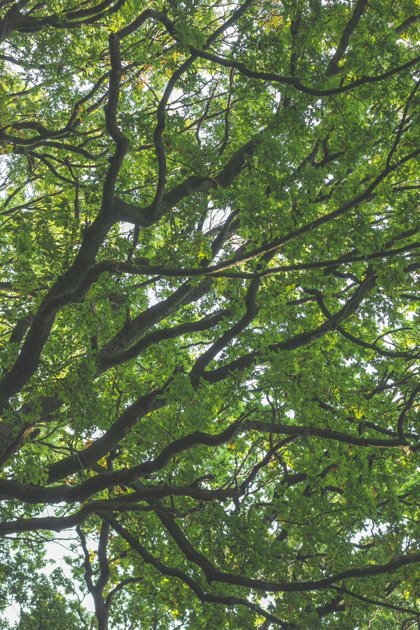 The Effect of Calcium on Your Trees: What You Need to Know | TreeNewal