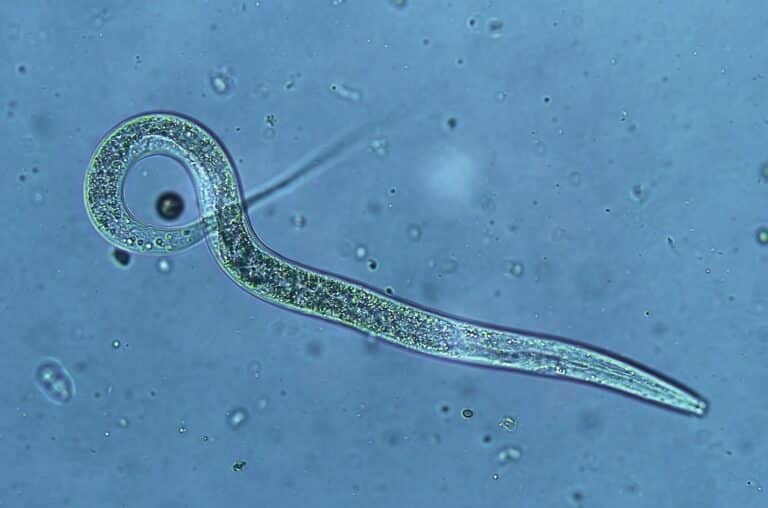 10 Pro-Tips On How To Get Rid Of Grubs In Tree Roots And Shrubs In ...