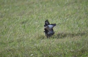 10 Pro-Tips On How To Get Rid Of Grubs In Tree Roots And Shrubs In ...