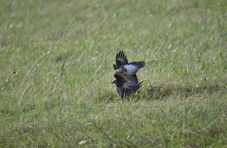 10 Pro-Tips On How To Get Rid Of Grubs In Tree Roots And Shrubs In ...