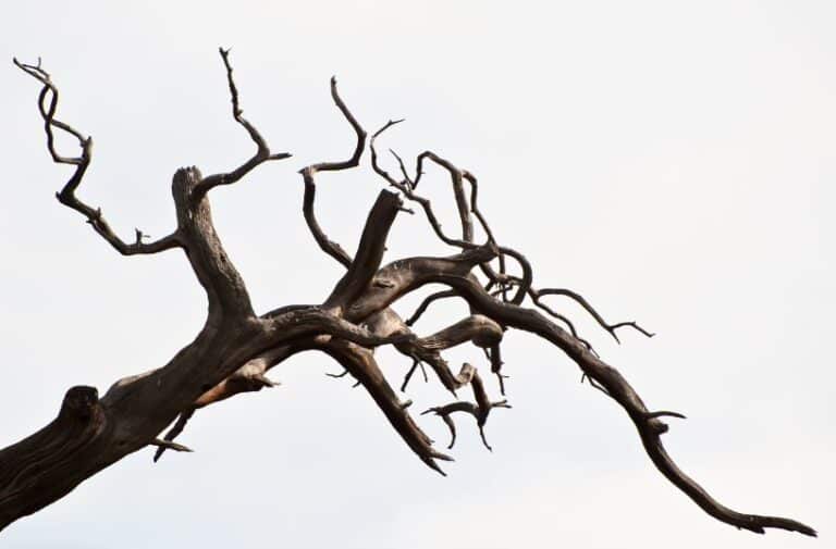 How To Tell If A Tree Is Diseased: 8 Symptoms To Watch Out For | Treenewal