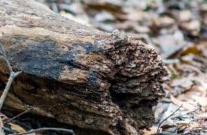 How To Tell If A Tree Is Diseased: 8 Symptoms To Watch Out For | Treenewal