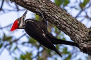 How To Tell If A Tree Is Diseased: 8 Symptoms To Watch Out For | Treenewal