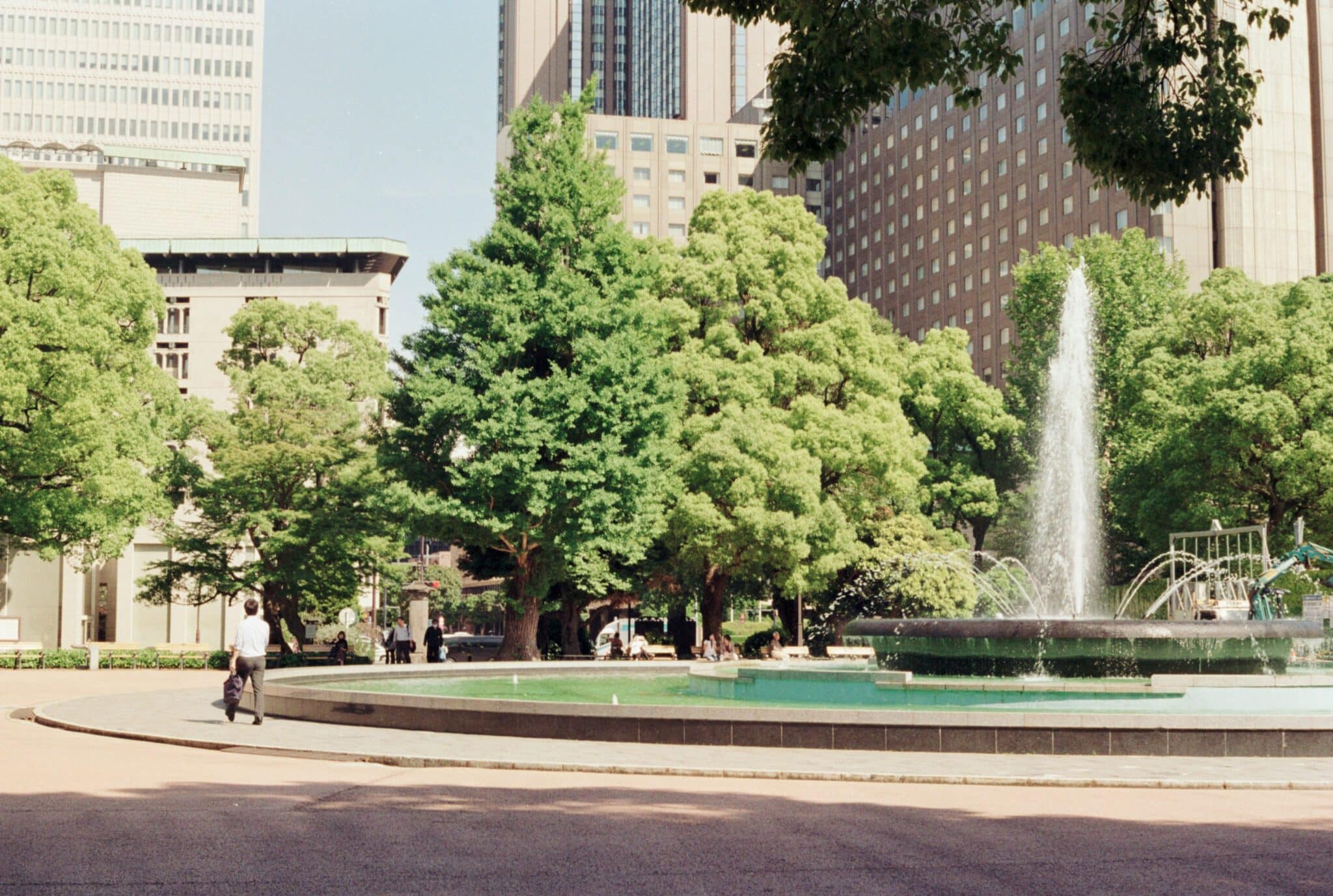 The Lifecycle of a Tree from Sapling to Maturity