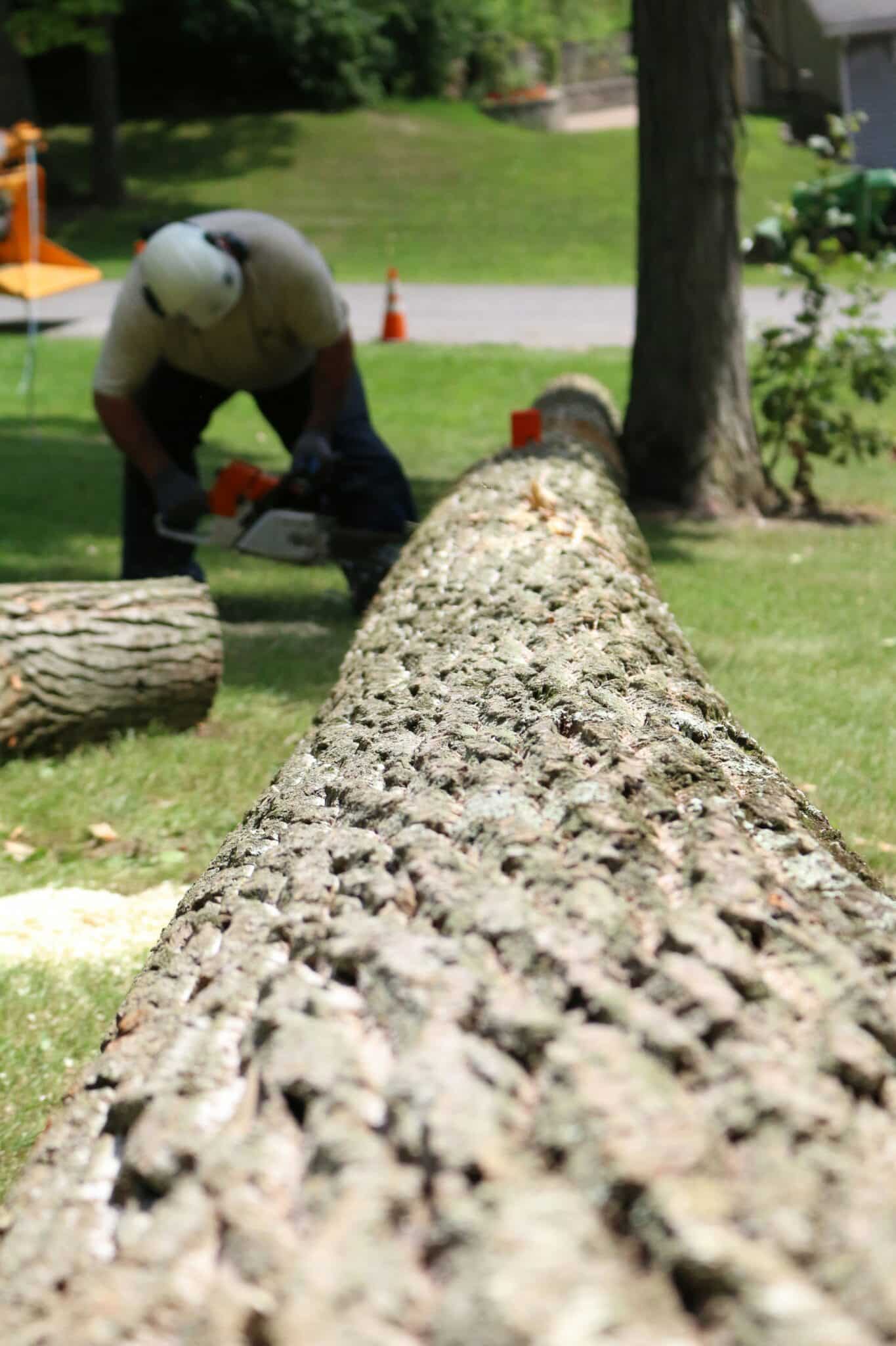 Can a Tree Grow Back After Stump Grinding? | TreeNewal