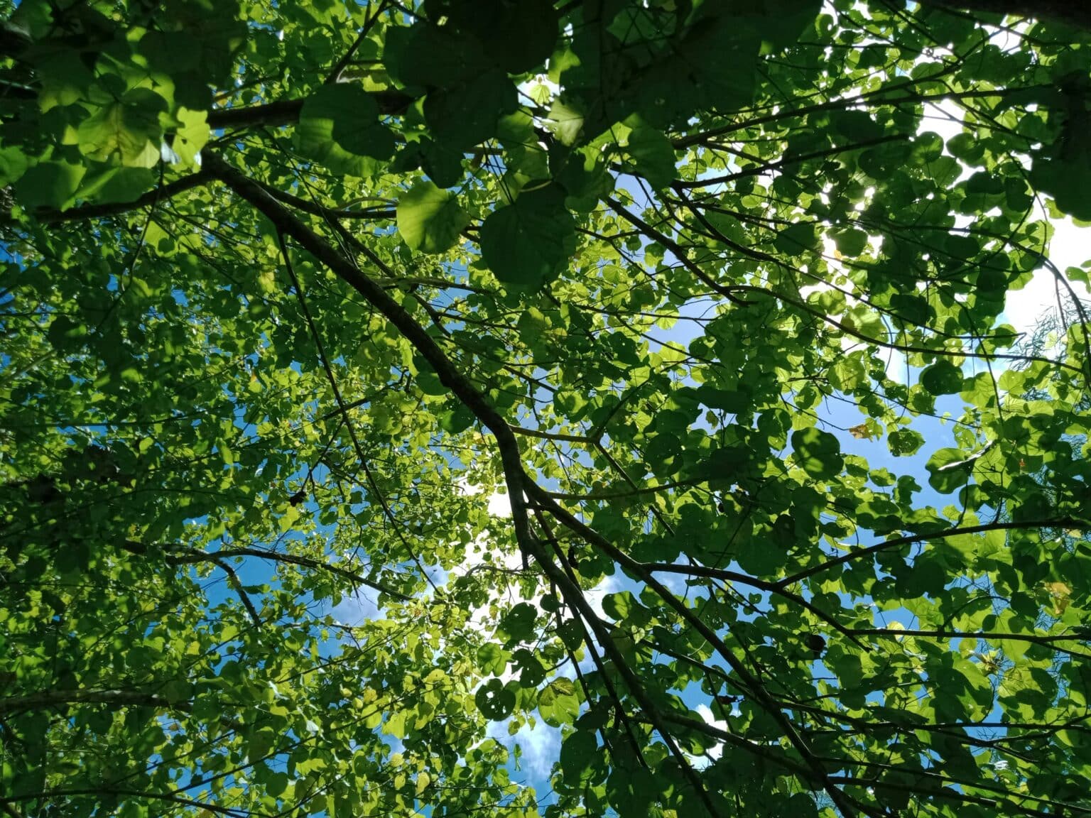 The Lifecycle of a Tree from Sapling to Maturity