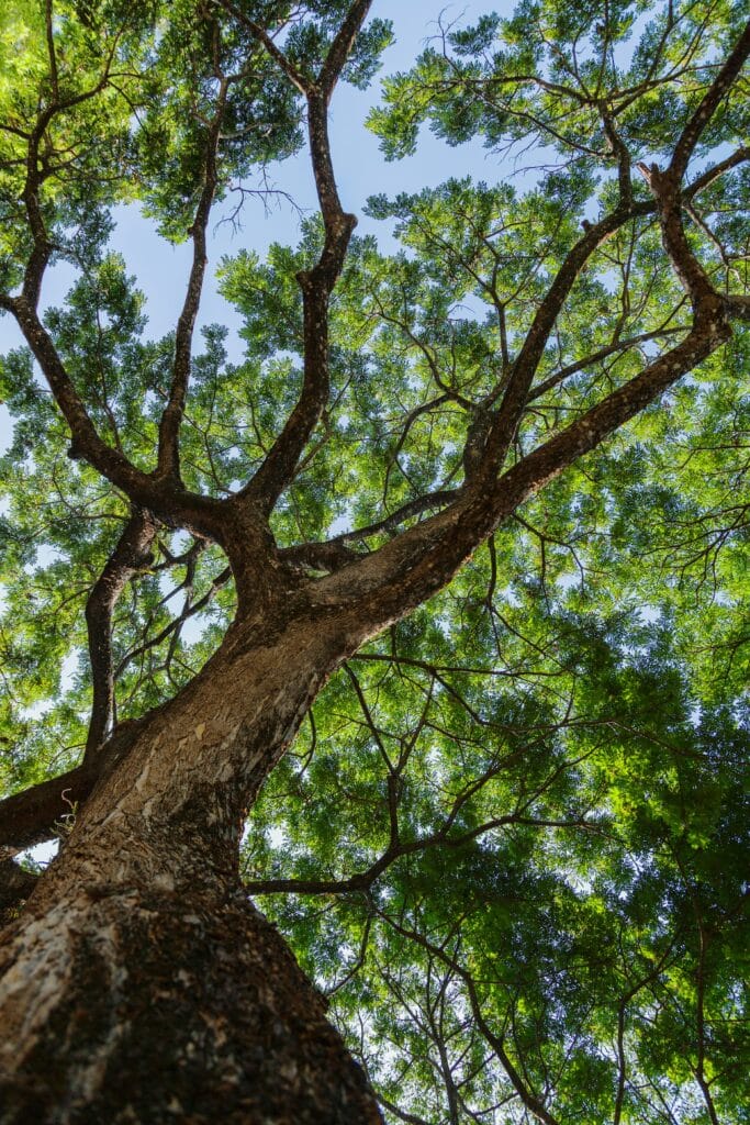 How to Become an ISA-Certified Arborist in Texas | Treenewal