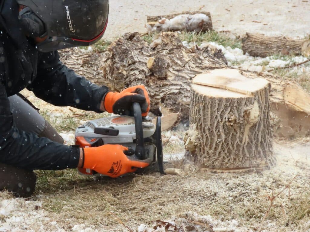 How to Trim an Oak Tree Without Killing It | Treenewal