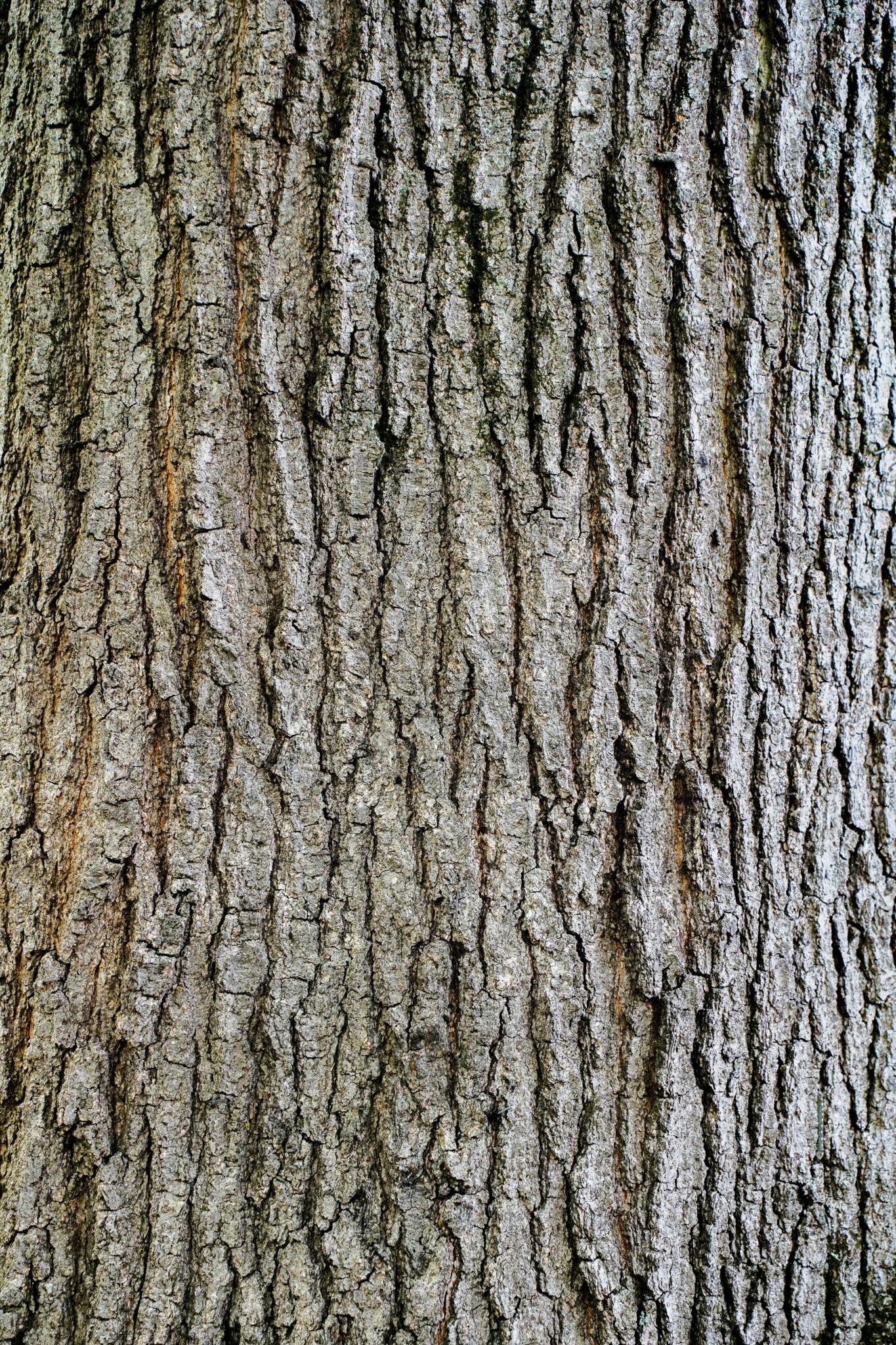 The Average Lifespan and Cycle of an Oak Tree | TreeNewal