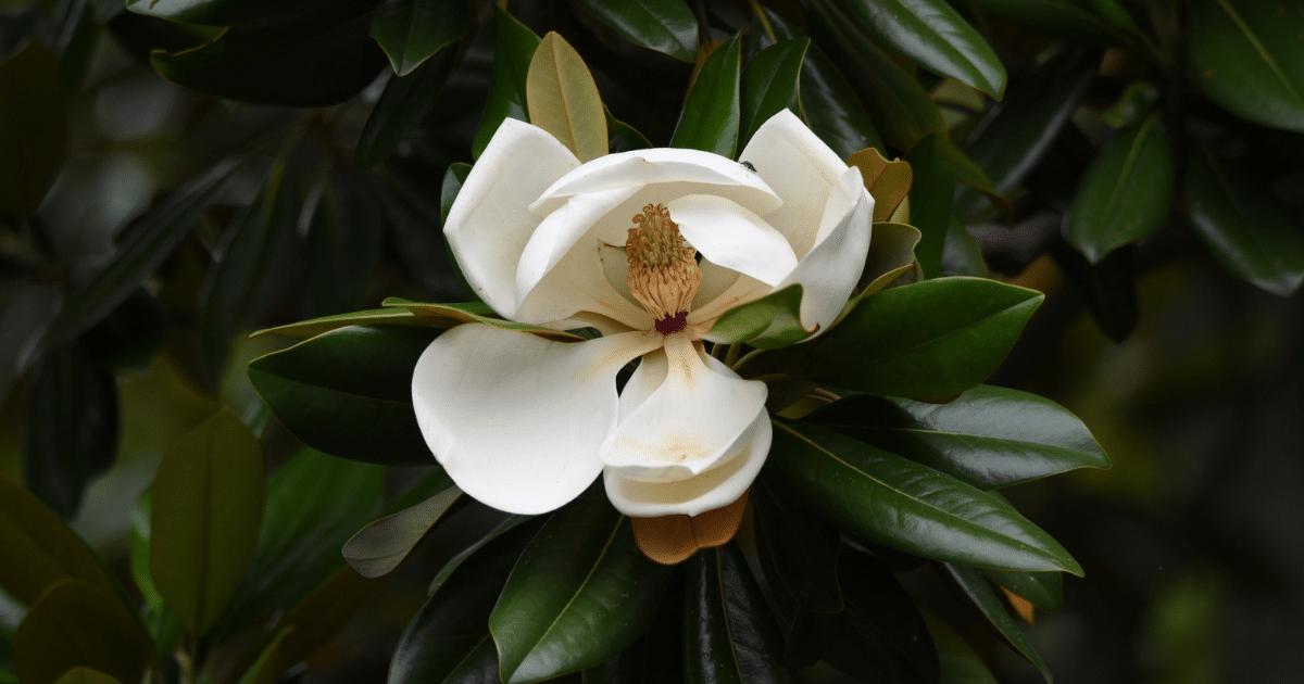 10 Pro-Tips On How To Get Rid Of Grubs In Tree Roots And Shrubs In ...
