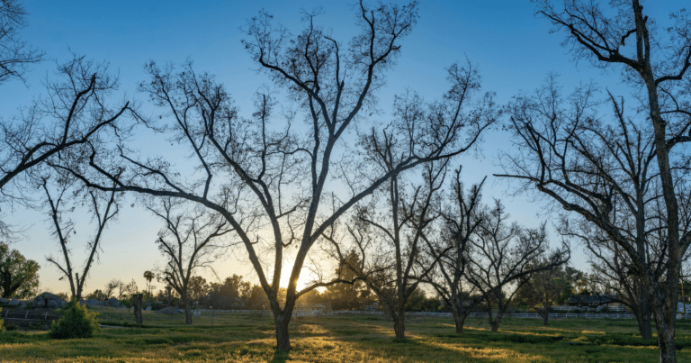 10 Pro-Tips On How To Get Rid Of Grubs In Tree Roots And Shrubs In ...